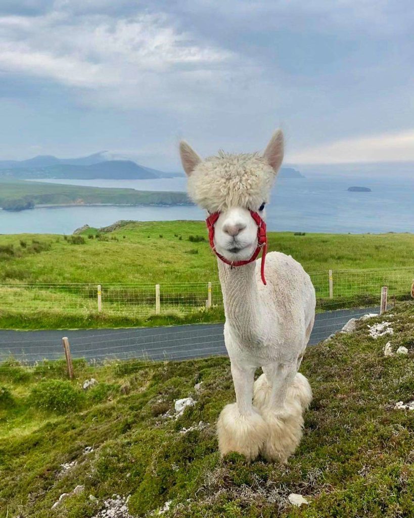 Wild Alpaca Way – Visit Carndonagh, County Donegal