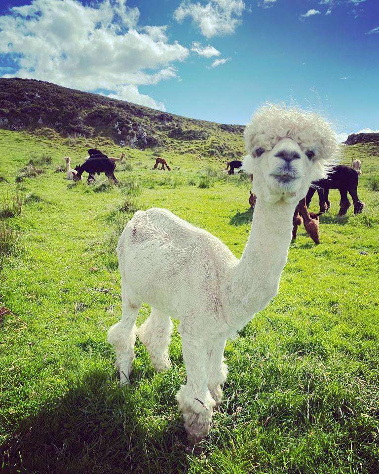 Wild Alpaca Way – Visit Carndonagh, County Donegal