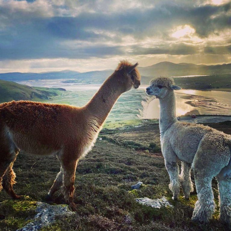 Wild Alpaca Way – Visit Carndonagh, County Donegal