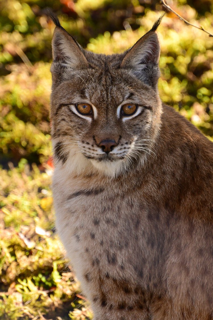 Wild Ireland – Visit Carndonagh, County Donegal