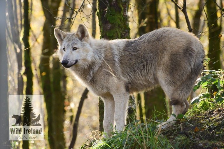 Wild Ireland – Visit Carndonagh, County Donegal