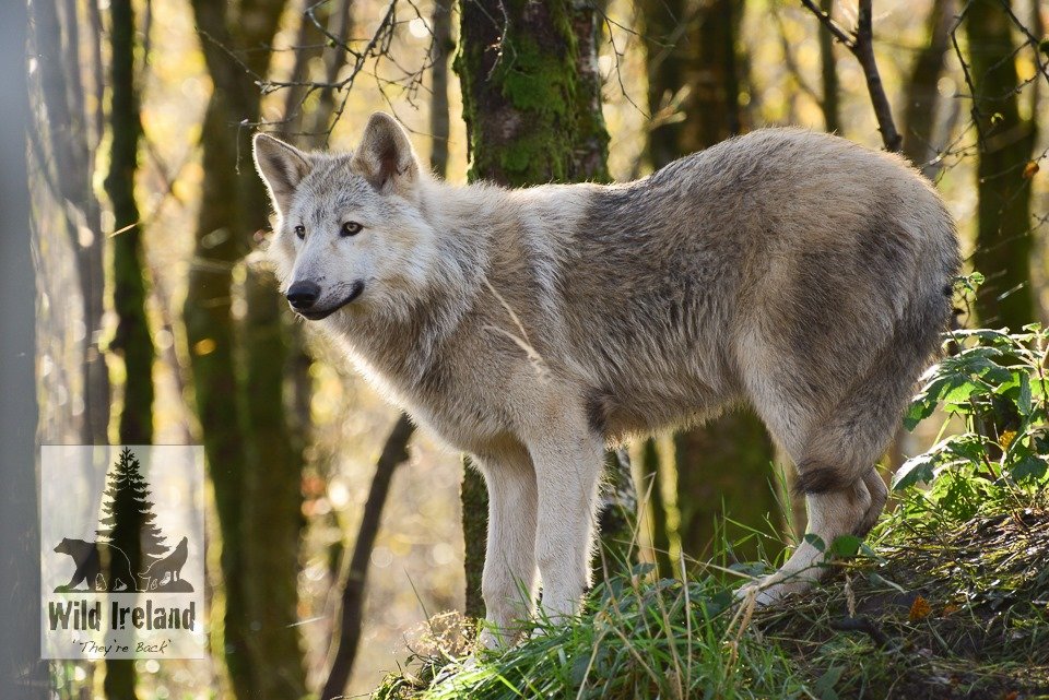 Wild Ireland – Visit Carndonagh, County Donegal